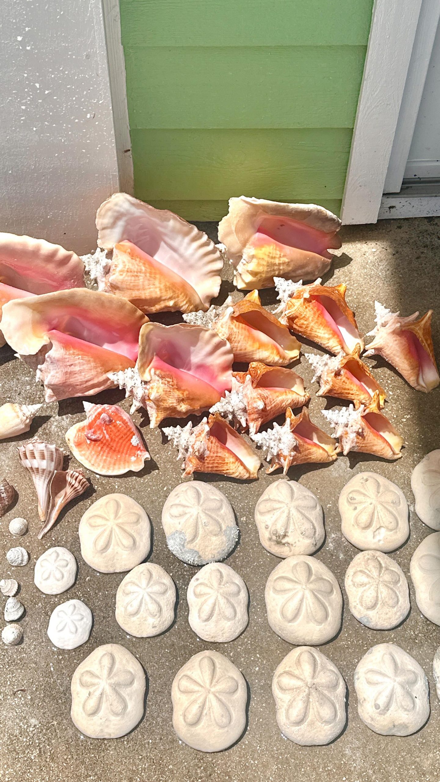 SWFL Shelling & Boat Tours Gallery | Everwater Charters