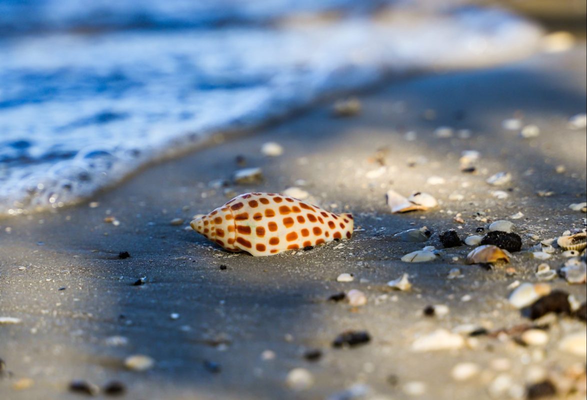 The Rare Junonia Shell, Tips On How To Find One | Blog