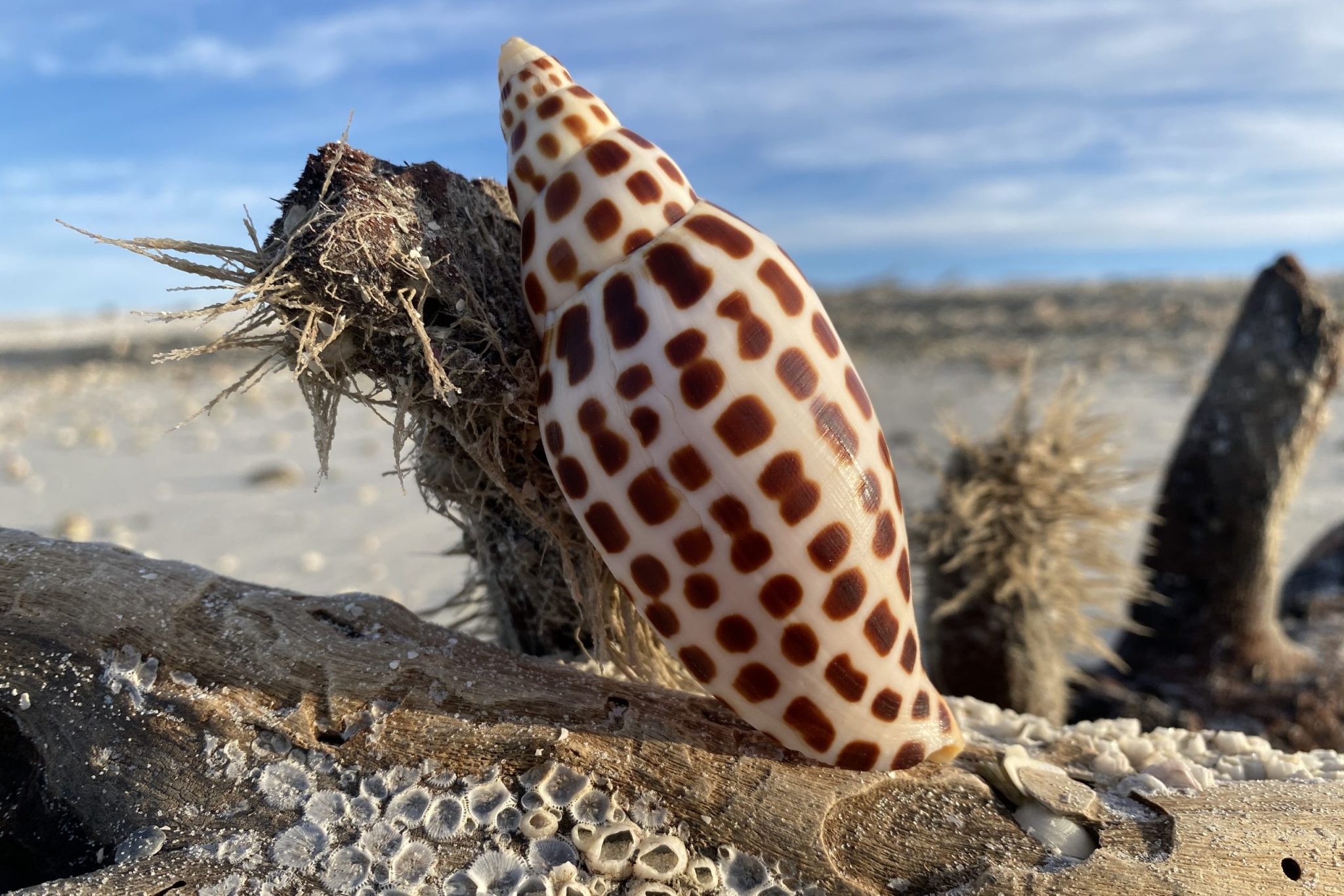 The Rare Junonia Shell, Tips On How To Find One | Blog