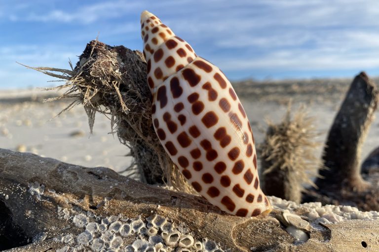 The Rare Junonia Shell, Tips On How To Find One | Blog