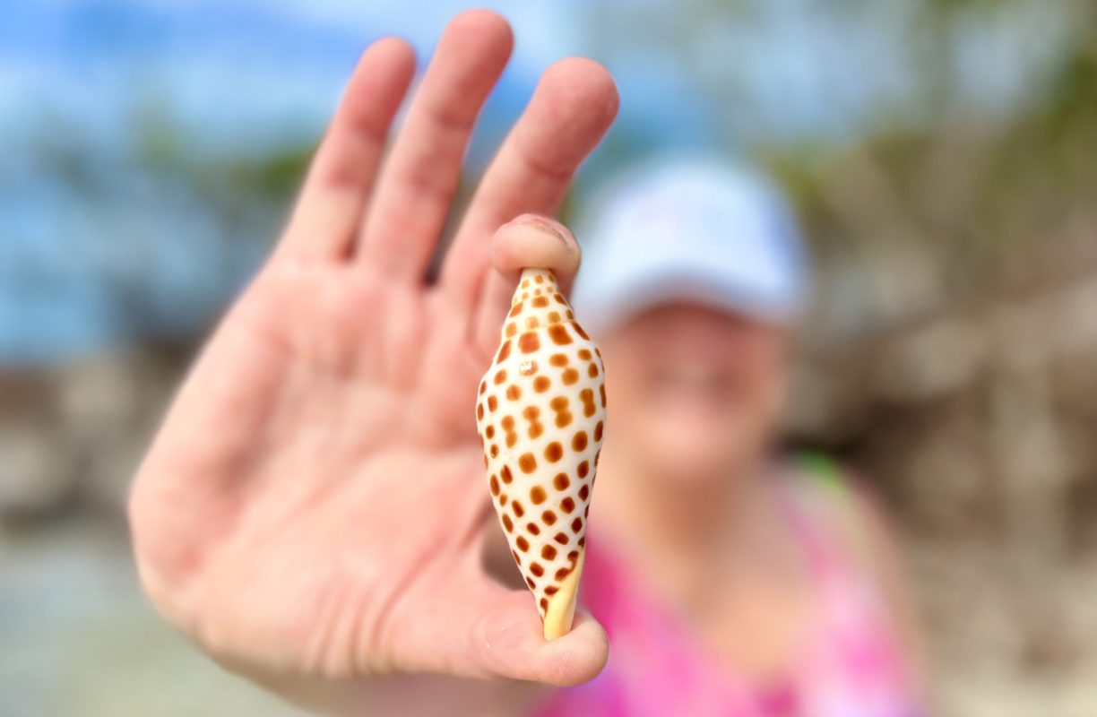 The Rare Junonia Shell, Tips On How To Find One | Blog