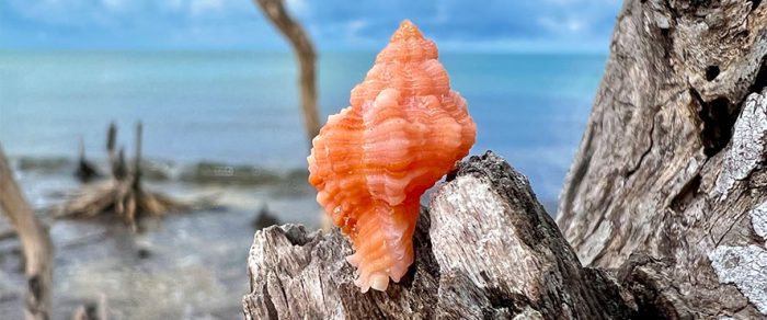 The Rare Junonia Shell, Tips On How To Find One | Blog