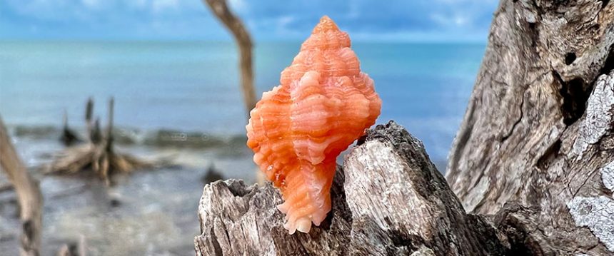 The Rare Junonia Shell, Tips On How To Find One | Blog