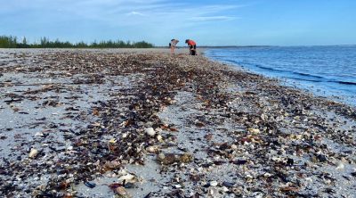 Top 3 Shelling Beaches In The Ten Thousand Islands | Blog