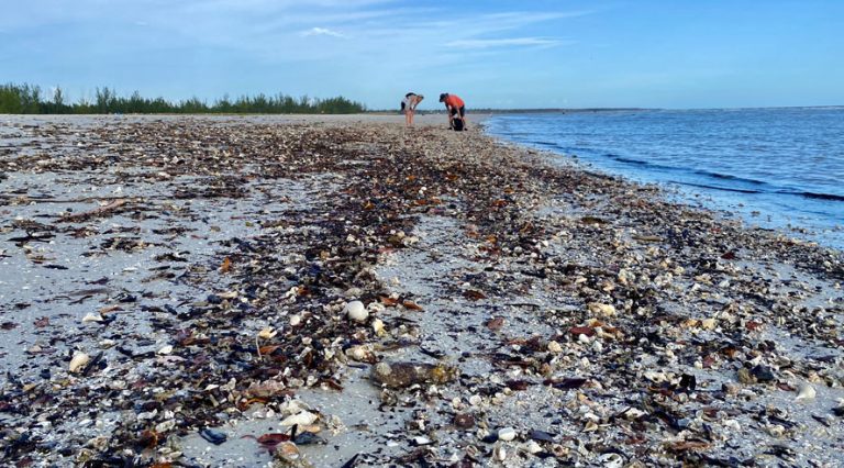 Top 3 Shelling Beaches In The Ten Thousand Islands | Blog